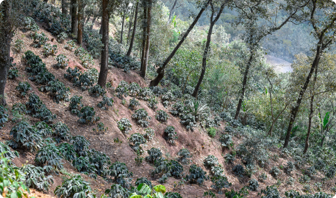 Our Story – Workshop Coffee